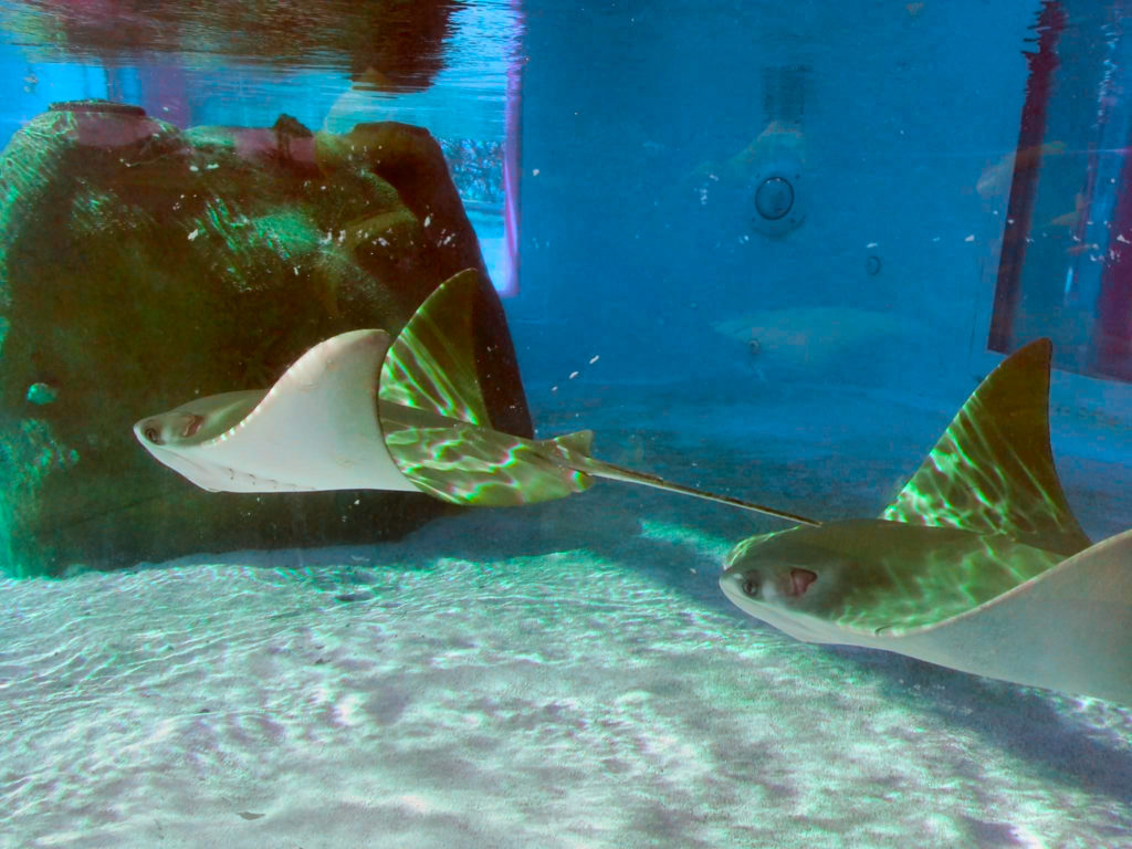 Parque Marino del Pacifico - Marine Park – PUNTARENAS